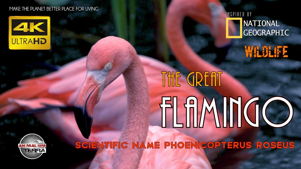 Greater Flamingo - Scientific name: Phoenicopterus Roseus - Flamingo ...