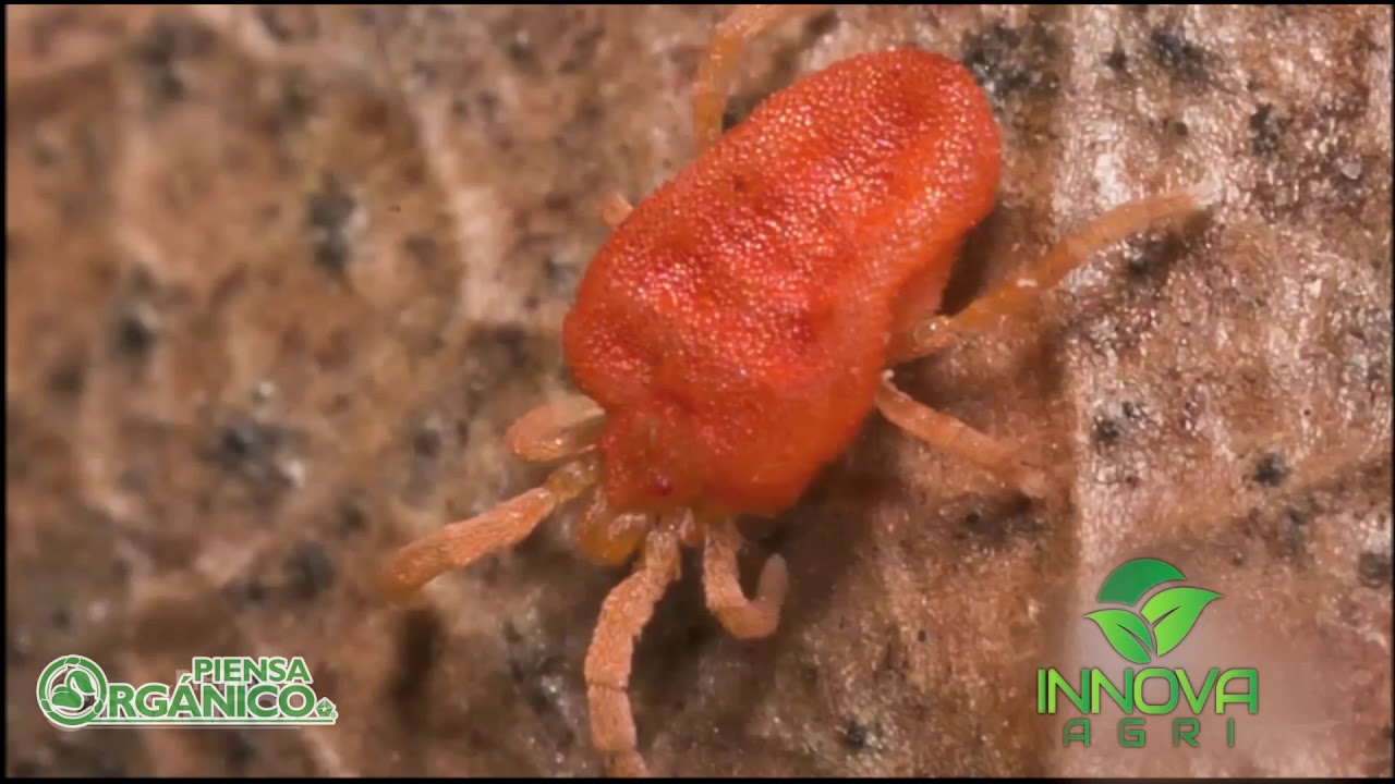 Video Biodie Innova - YouTube