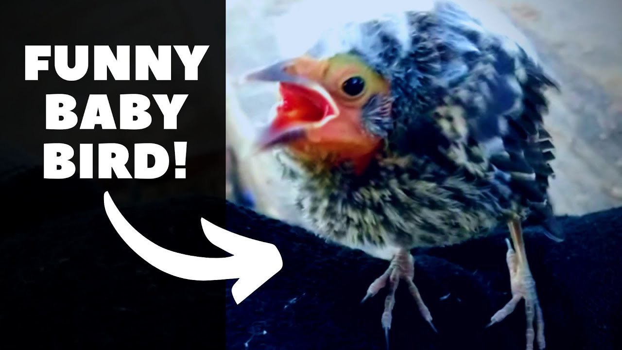 Funny baby bird! Watch till the end 😂 - YouTube