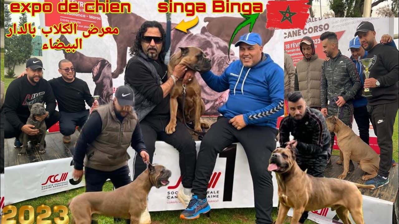 أروع وأجمل معرض للكلاب🏆 بالدار البيضاء 🇲🇦🇲🇦meilleur expo de chien ou ...