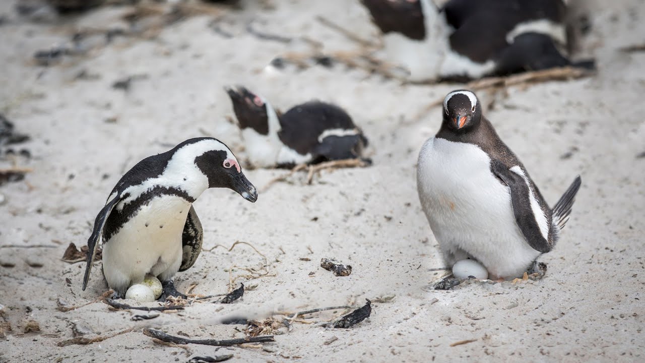 Penguin Giving Birth In The Wild - YouTube