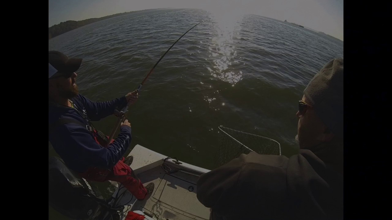 Proper big fish handling! CPR Catch, Photo, Release - YouTube