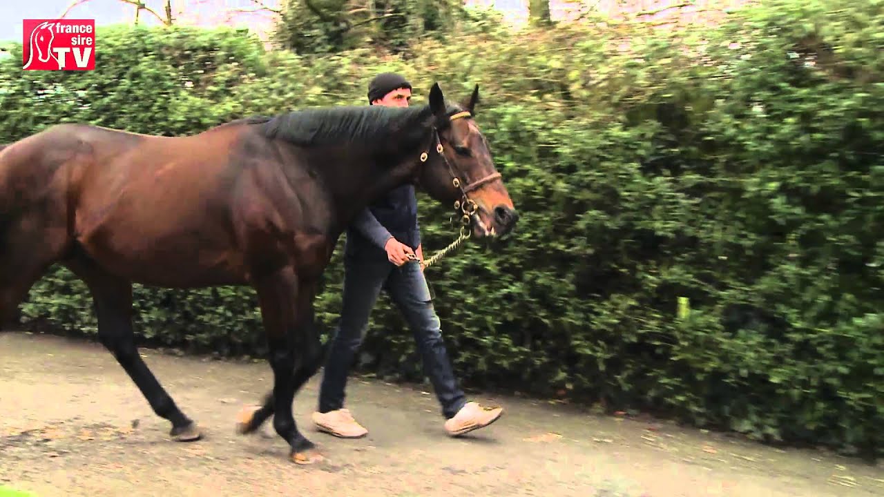 Dandy Man - Irish Stallion Trail 2016 - YouTube