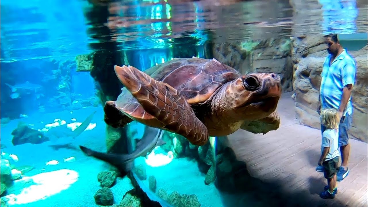 Tortugas Rescatadas - YouTube