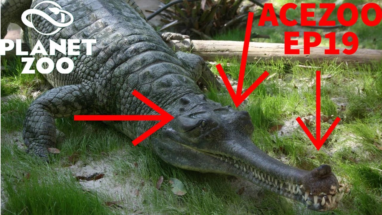 ADDING A NEW CROCODILE TO THE ZOO - YouTube