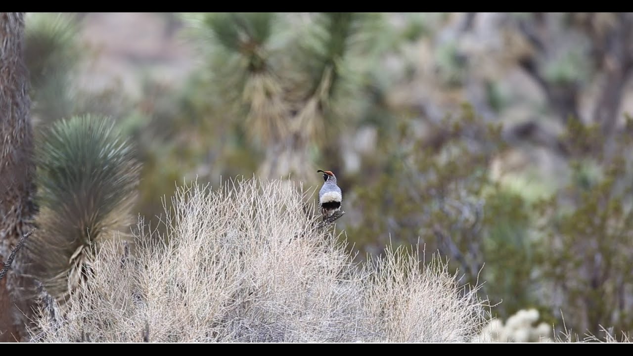 Male Gambel's Quail on Perch in Desert Scrub Among Joshua Trees 🐔🌵🎄🌞 ...