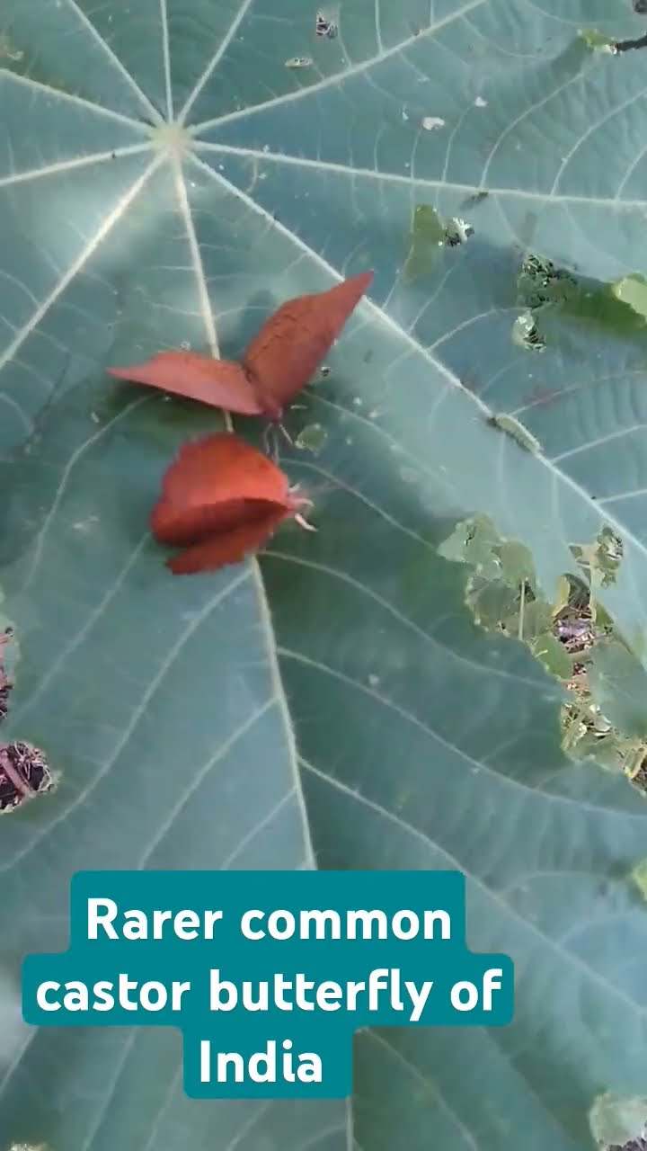 Ariadne merion butterfly | dakhan commoncaster | ariadnemerione ...