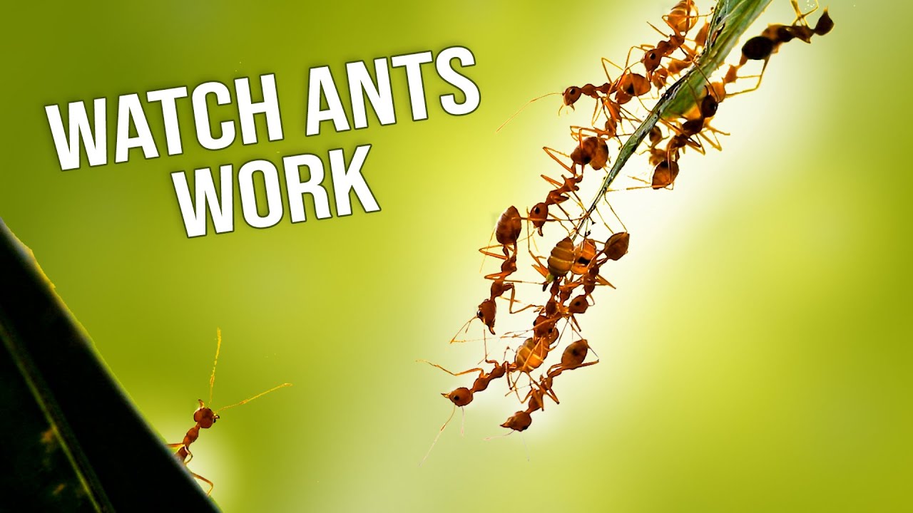 The Amazing Architecture of Weaver Ants - YouTube