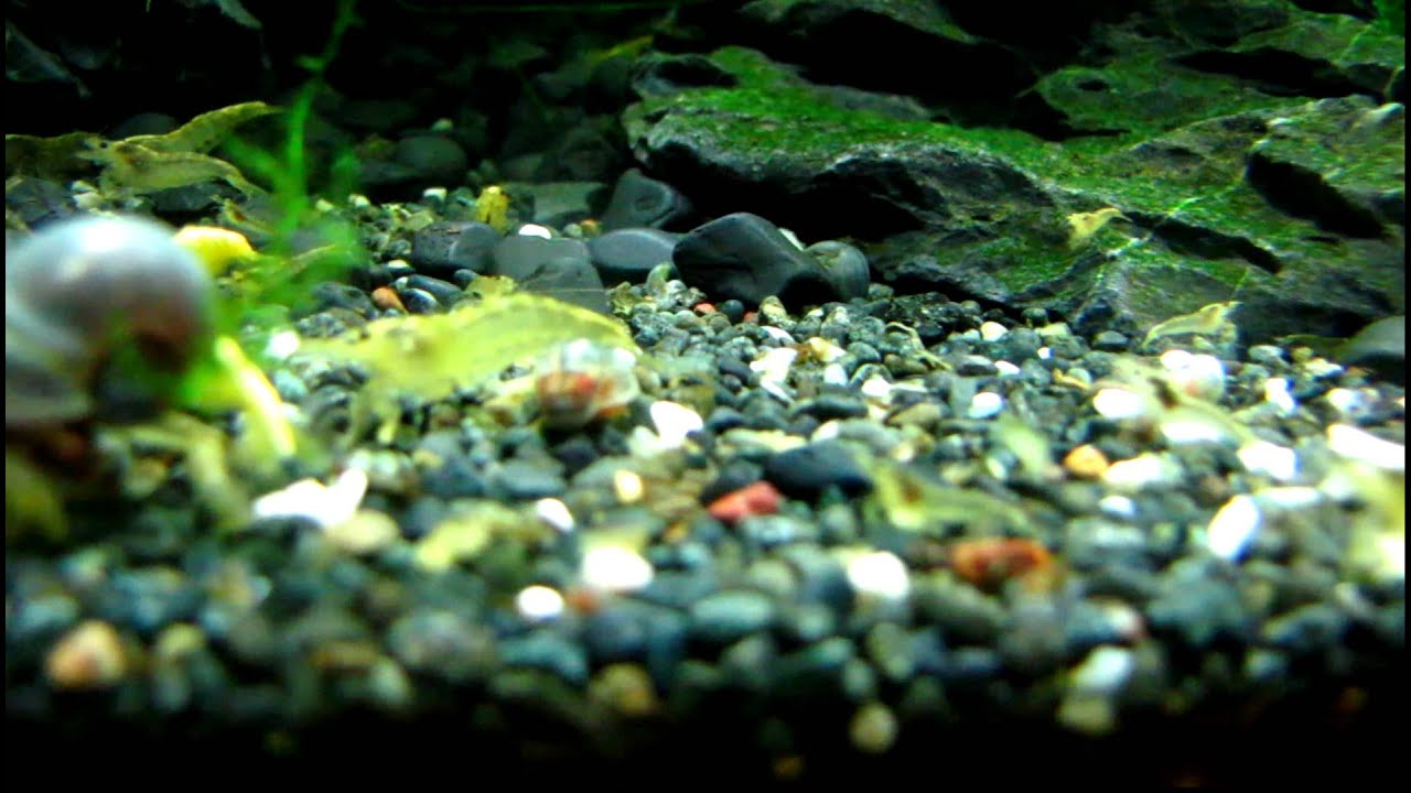 Yellow Neon Sakura Shrimp. 2012-01-07. - YouTube