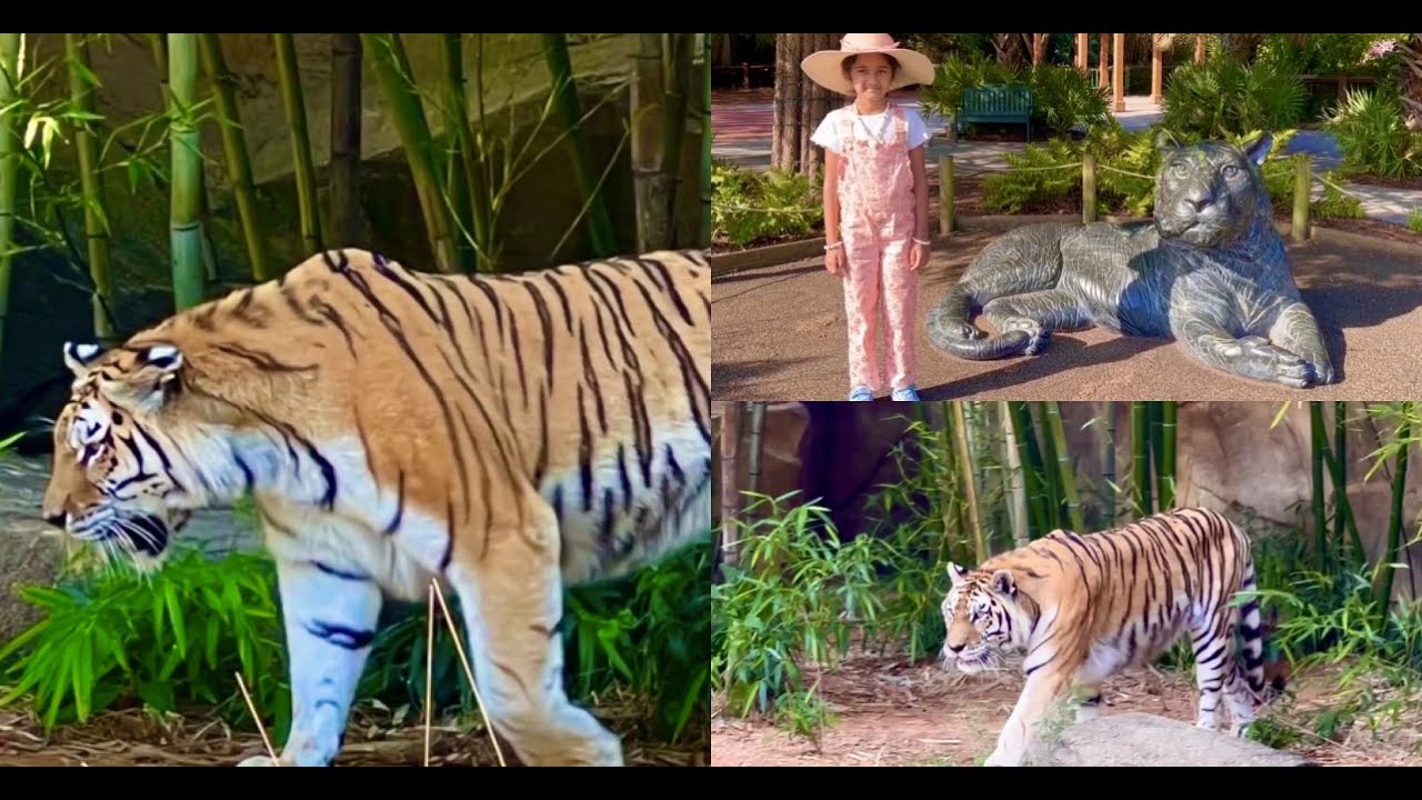 Amur Tiger at Riverbanks Zoo - Columbia, South Carolina - Riverbanks ...