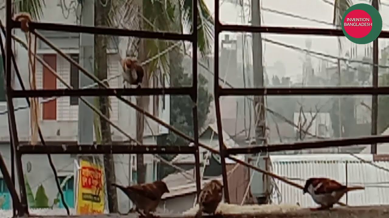 Sparrow Birds| Chorui Pakhi || চড়ুই পাখি | House Sparrow Birds ...