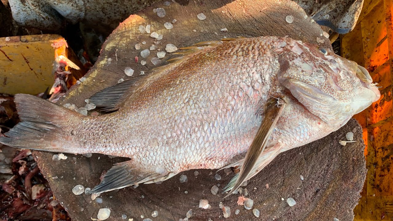8 KG BIG BEAST SIZE KORALI FISH CUTTING🔪KASIMEDU FISH CUTTING🔪KF FISH ...