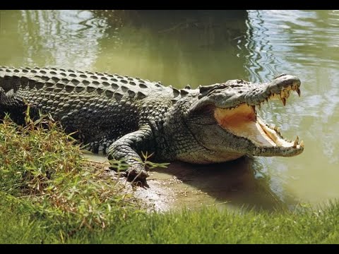 The Ambush : A Crocodile's Cunning Hunt #wildlife - YouTube