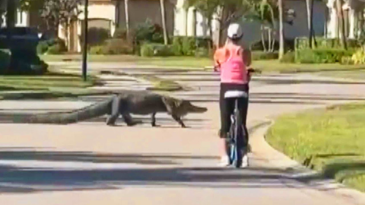 Cyclist Stops Riding to Let Alligator Cross the Road - YouTube