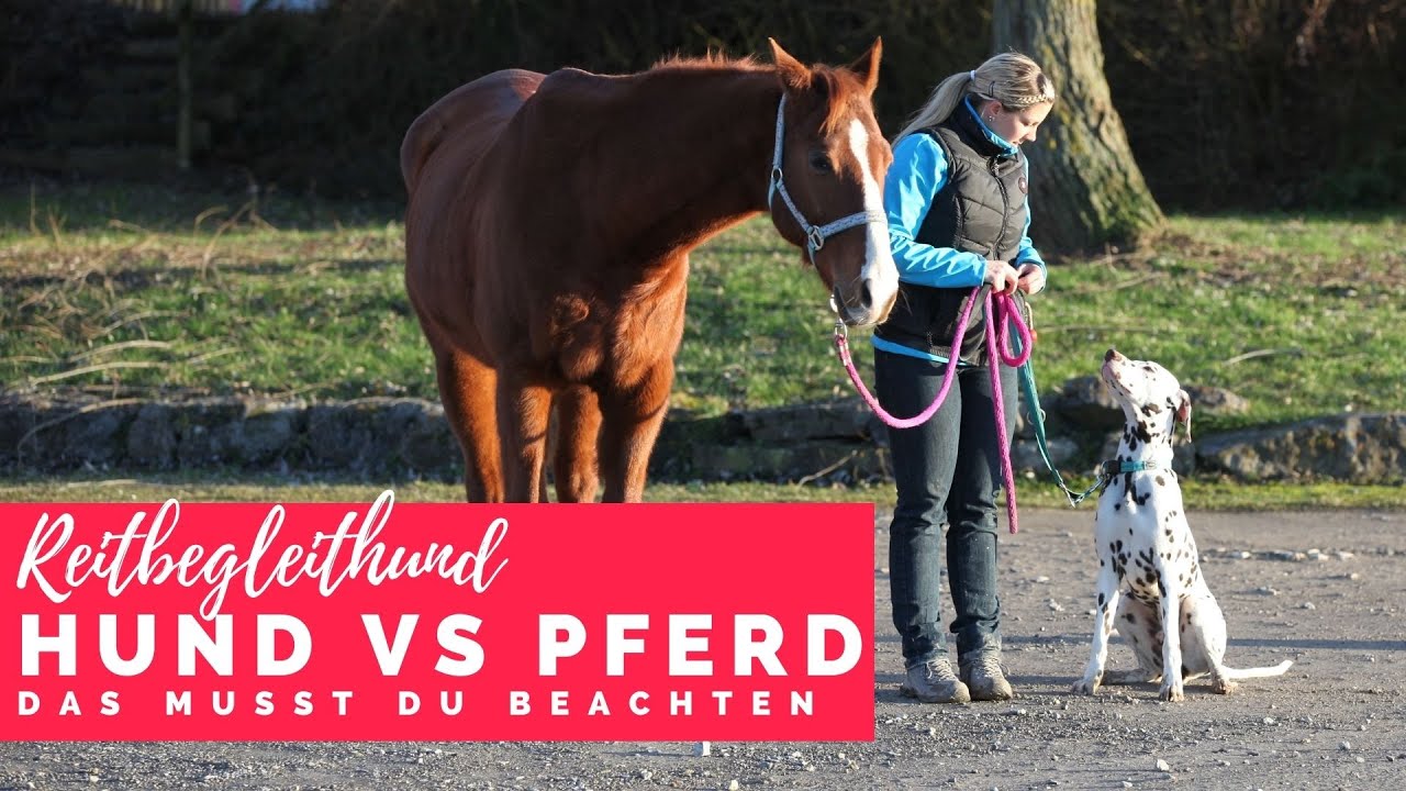 Reitbegleithund | Führtraining mit Pferd und Hund - YouTube