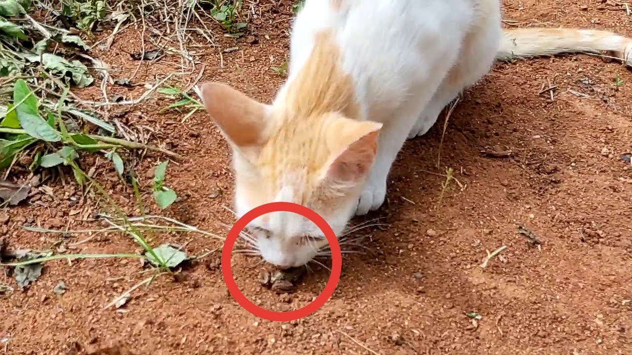Cat Eating Frog | Animals World | Cat vs Frog - YouTube