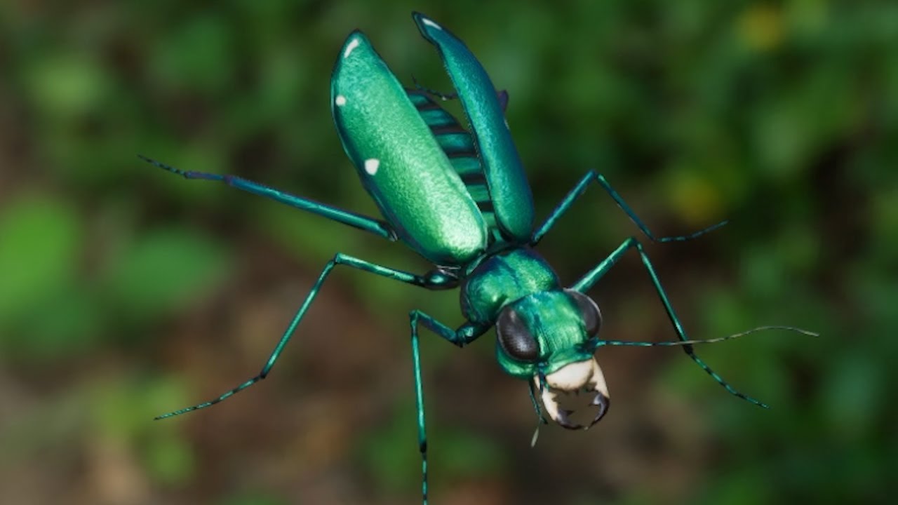 Six-Spotted Tiger Beetle - YouTube