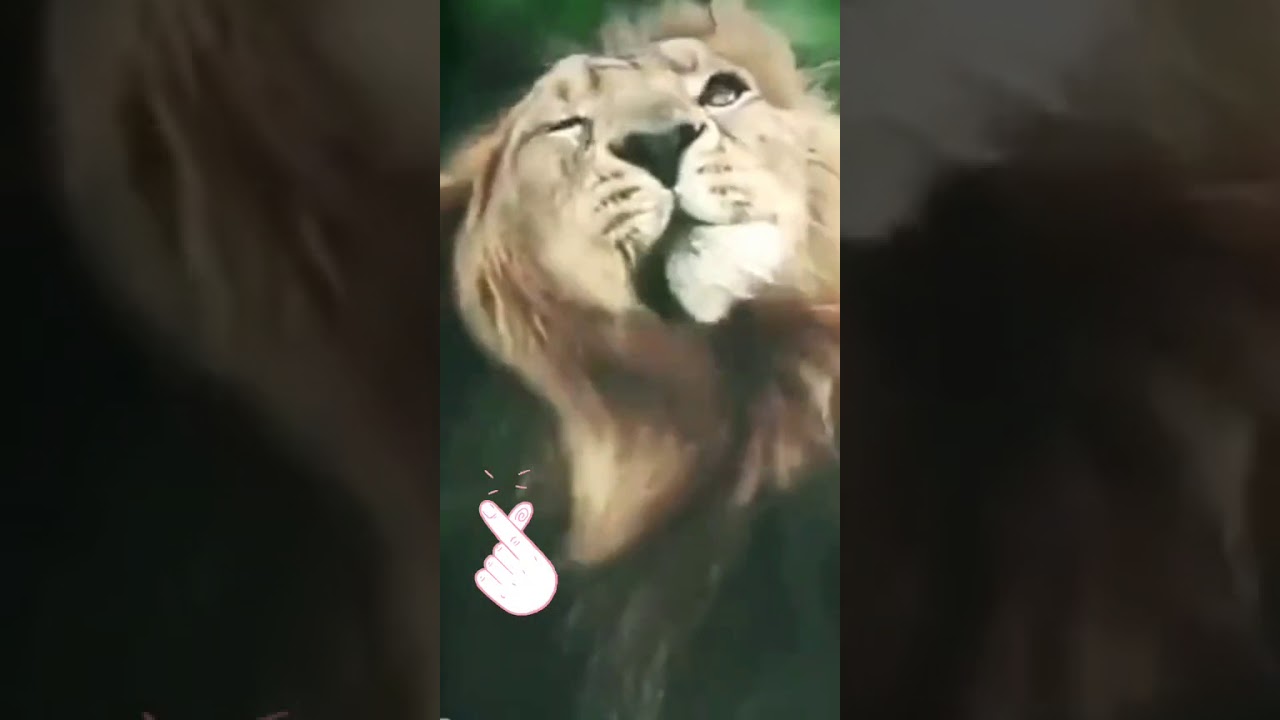 Live Like A King YouTube live-like-a-king-youtube