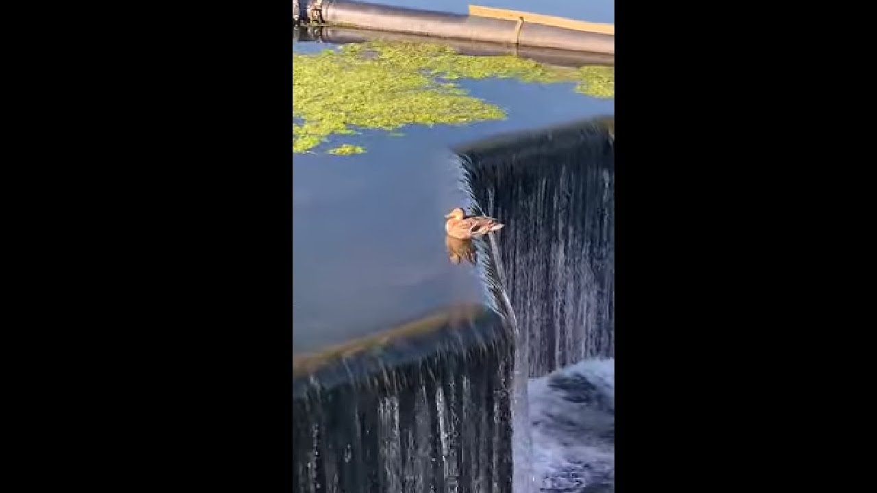 Duck Relaxing At The Edge Of A Waterfall - YouTube