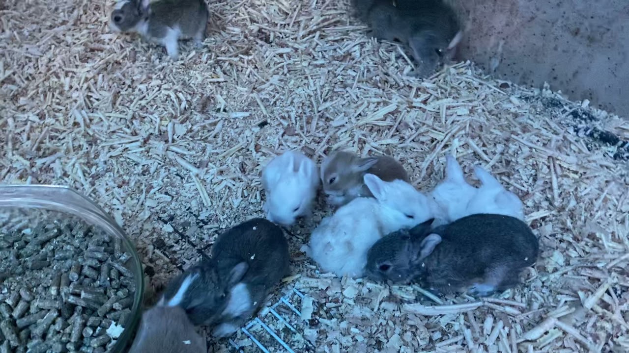 3 Weeks old Rabbits - YouTube