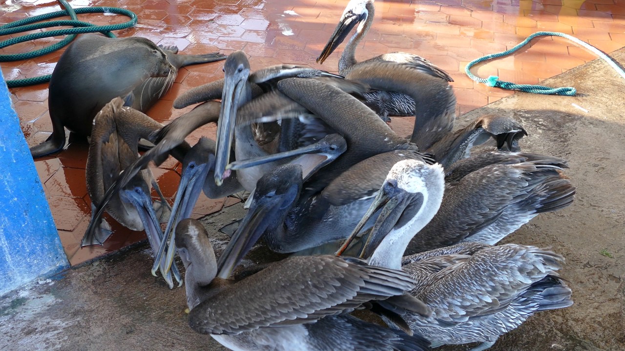 Fishmonger throwing scraps, Brown Pelicans, Sea Lion, Puerto Ayora ...
