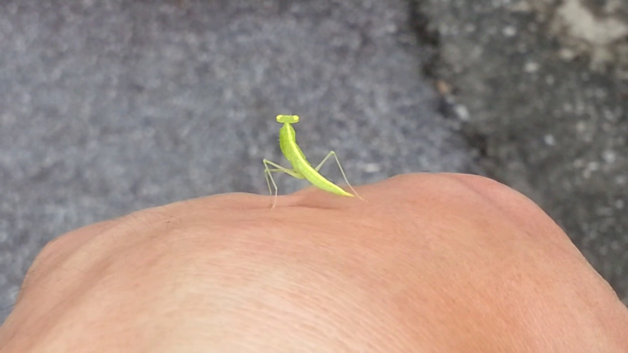 Small Green Praying Mantis - YouTube