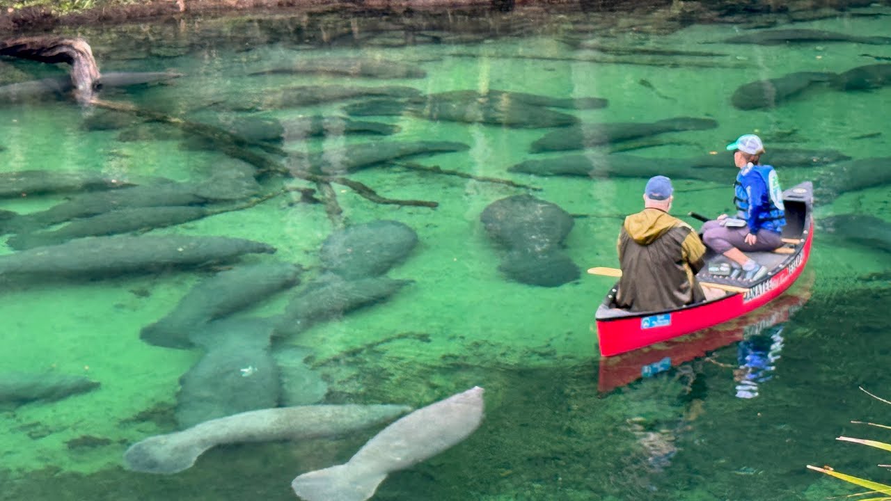 Oh, The Huge Manatee... | Manatee Watching At Blue Spring State Park ...