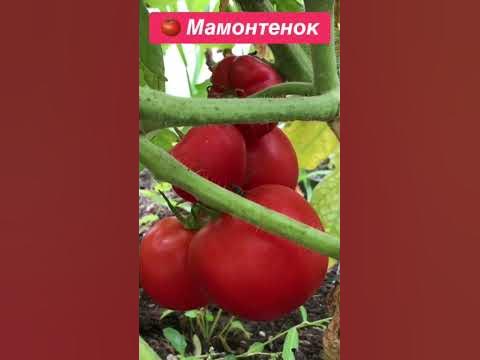 Томат Мамонтенок. Ожидание/реальность - YouTube