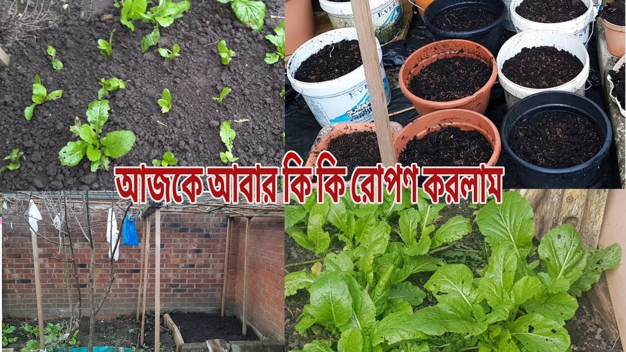 Lai Shak plants | How to Grow Mustard | Garden update | Shoker Bagan uk ...
