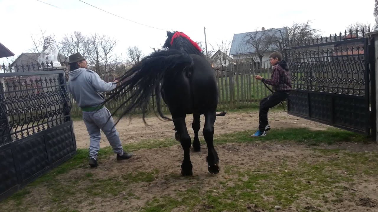 armasar de monta de vanzare - YouTube