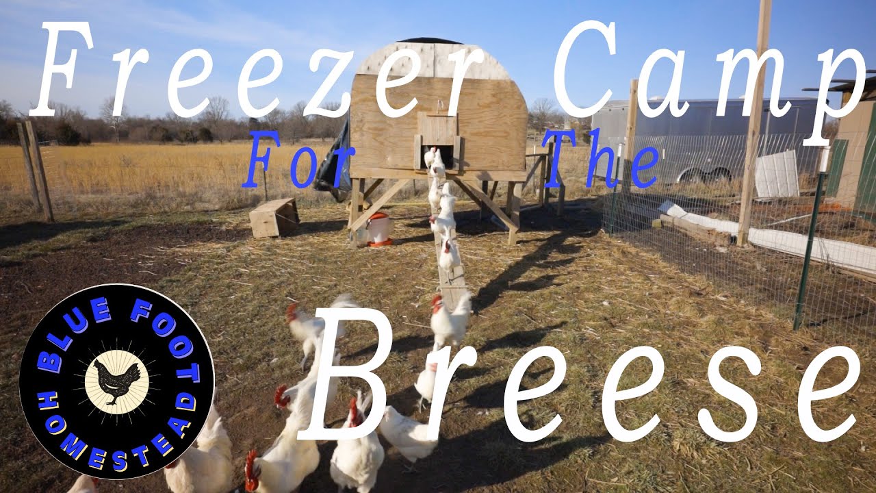 FULL WALK THROUGH: Processing chickens - YouTube