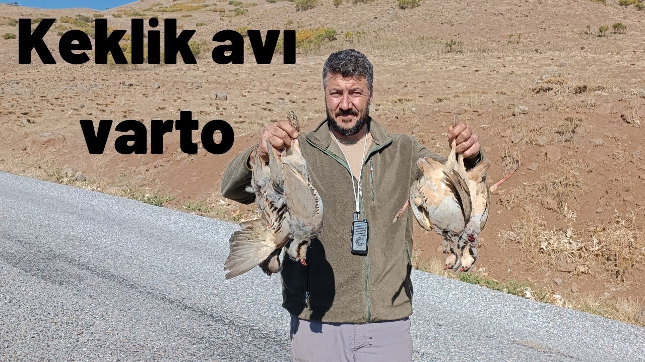KINALI KEKLİK avı varto.sarp arazi.hare partringe hunting.oxota ha ...