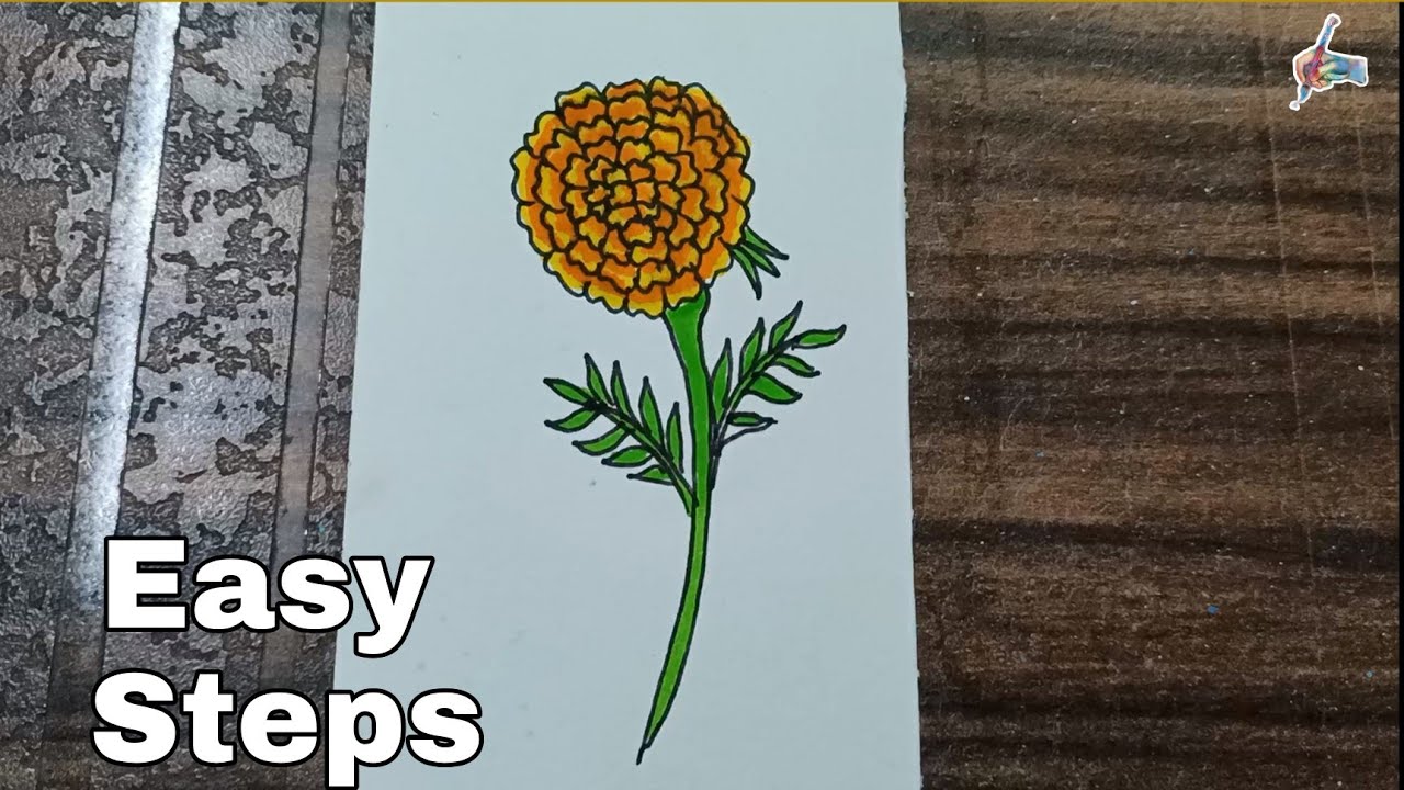 How To Draw Marigold (Easy Steps) 🌻 - YouTube