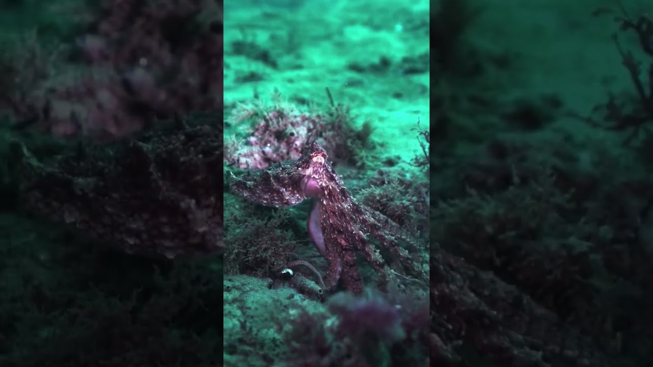 World Octopus Day | San Diego Zoo Wildlife Alliance #shorts - YouTube