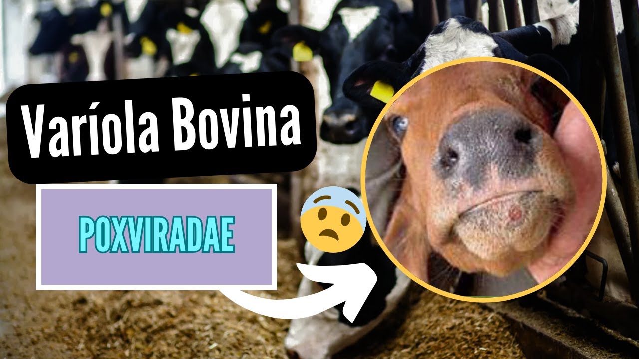Varíola Bovina - Poxviridae - YouTube