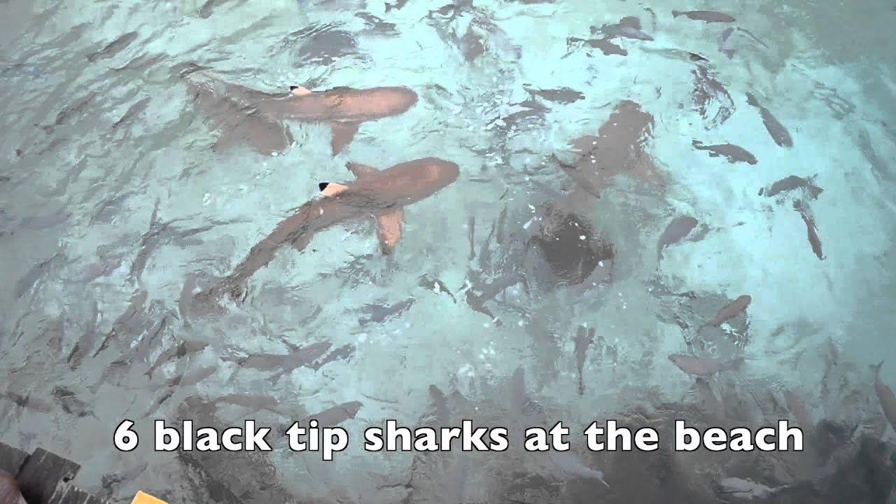 6 sharks at the beach in raja ampat - YouTube