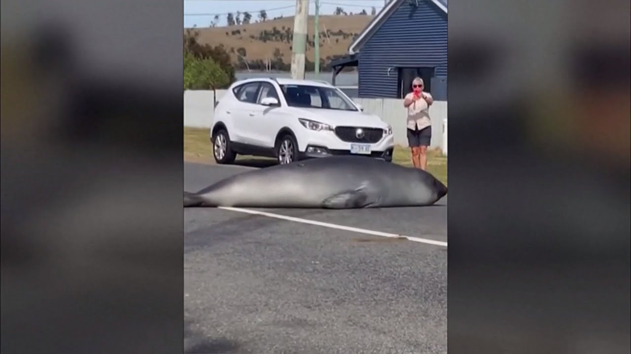 Neil the seal becomes a viral sensation from Tasmania to the internet ...