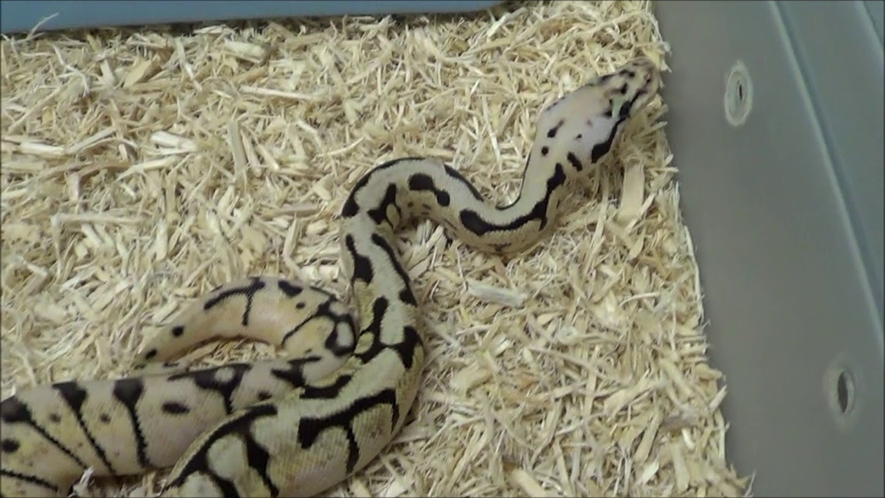 2018 Female Pastel Woma dbl het Hypo Clown Ball Python - YouTube
