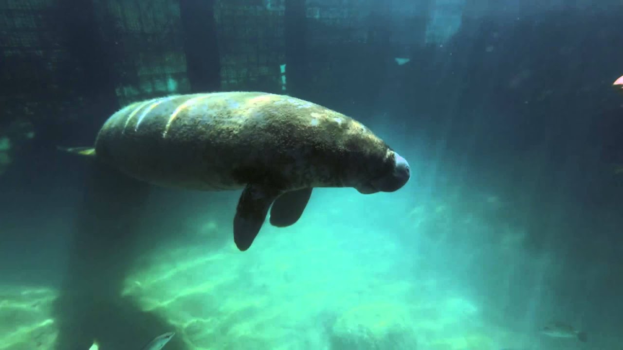 Encuentro con Manatí - Manatee Encounter | Xel-Há Park, Acuario Natural ...
