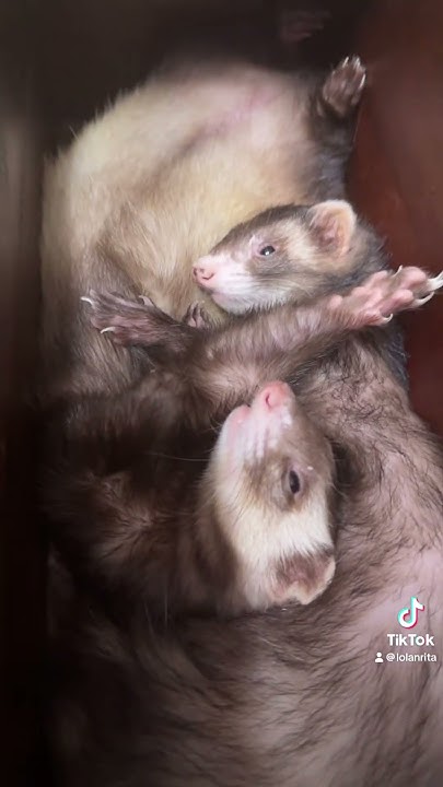 Noodle Swap 😎 #lolanrita #ferretsareawesome #ferrets #ferretsofinstagram - YouTube