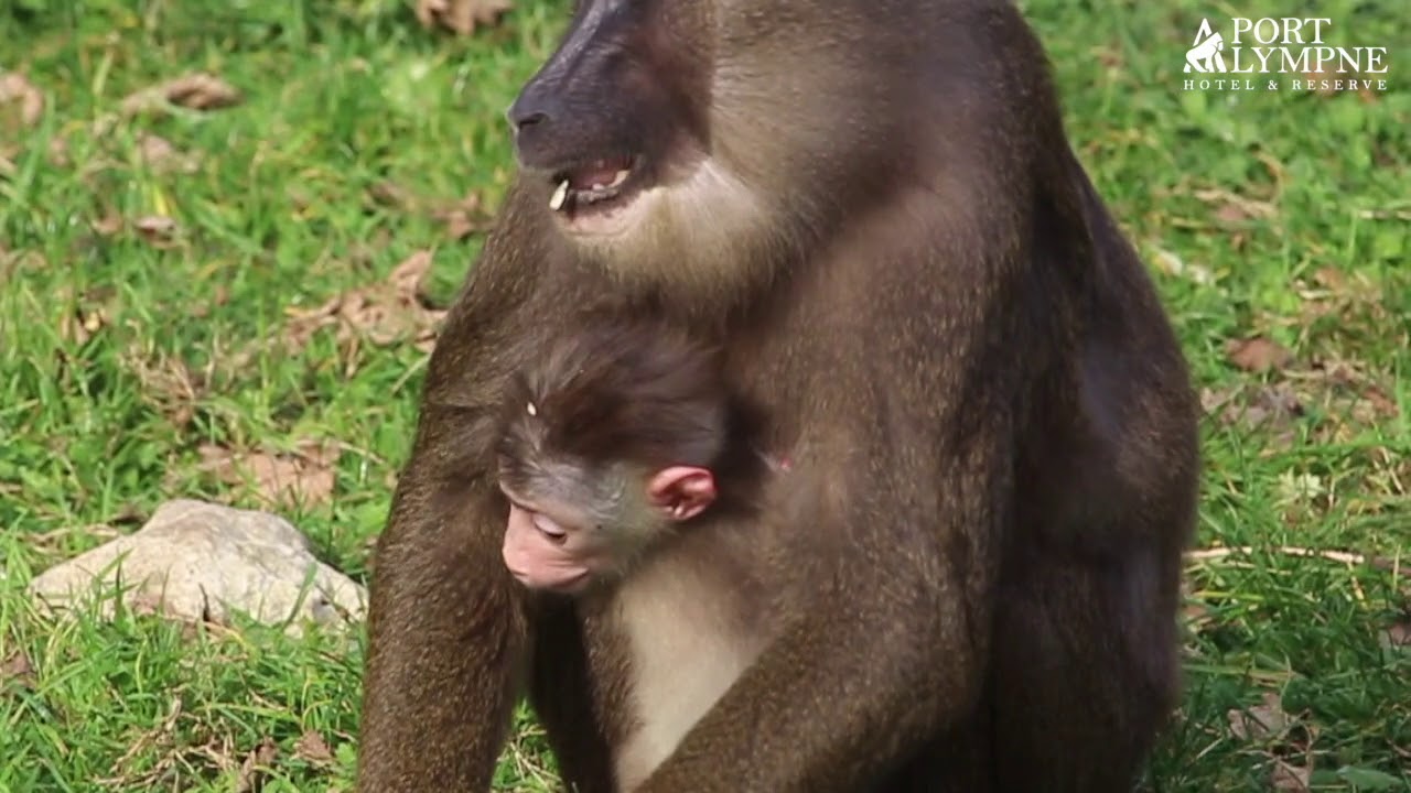 Baby Drill Monkey Born At Port Lympne - YouTube