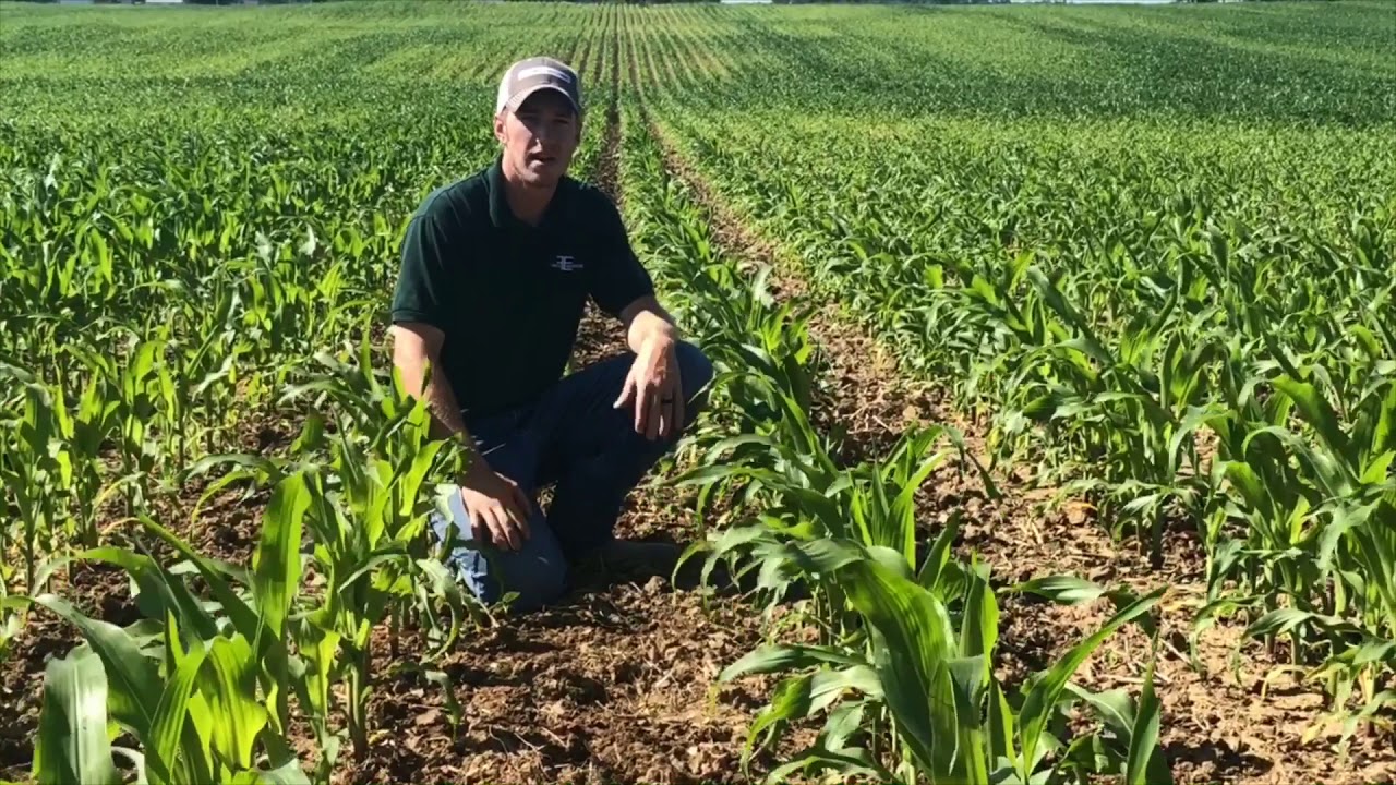 Inter Seeding Cover Crops Valmar - YouTube