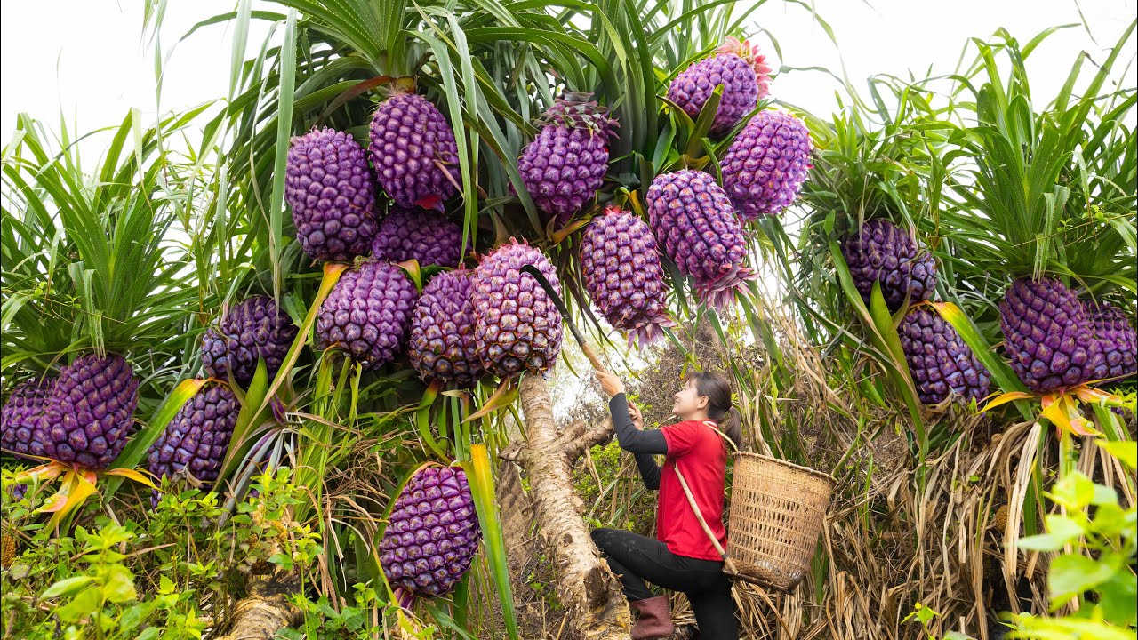 Harvesting Purple Wild Pineapple Goes to market sell - Harvesting and ...