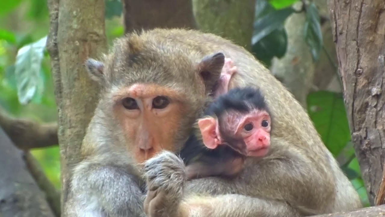 Newborn Baby Monkey Relaxing Playing And Happy Animal Live #HM558 - YouTube
