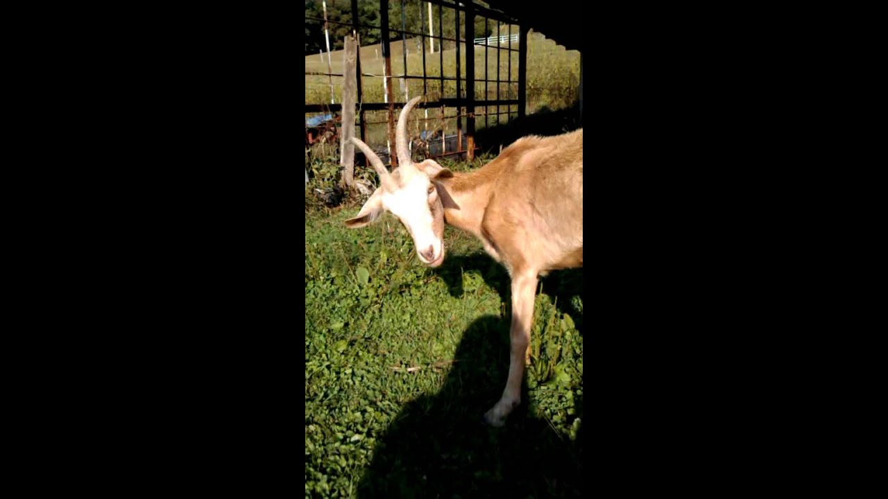 Licking Goats - YouTube