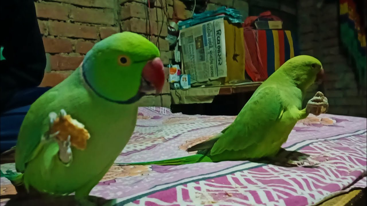 Amazing Talking Parrot Video | Green Parrot Talking #liv_my_parrot # ...
