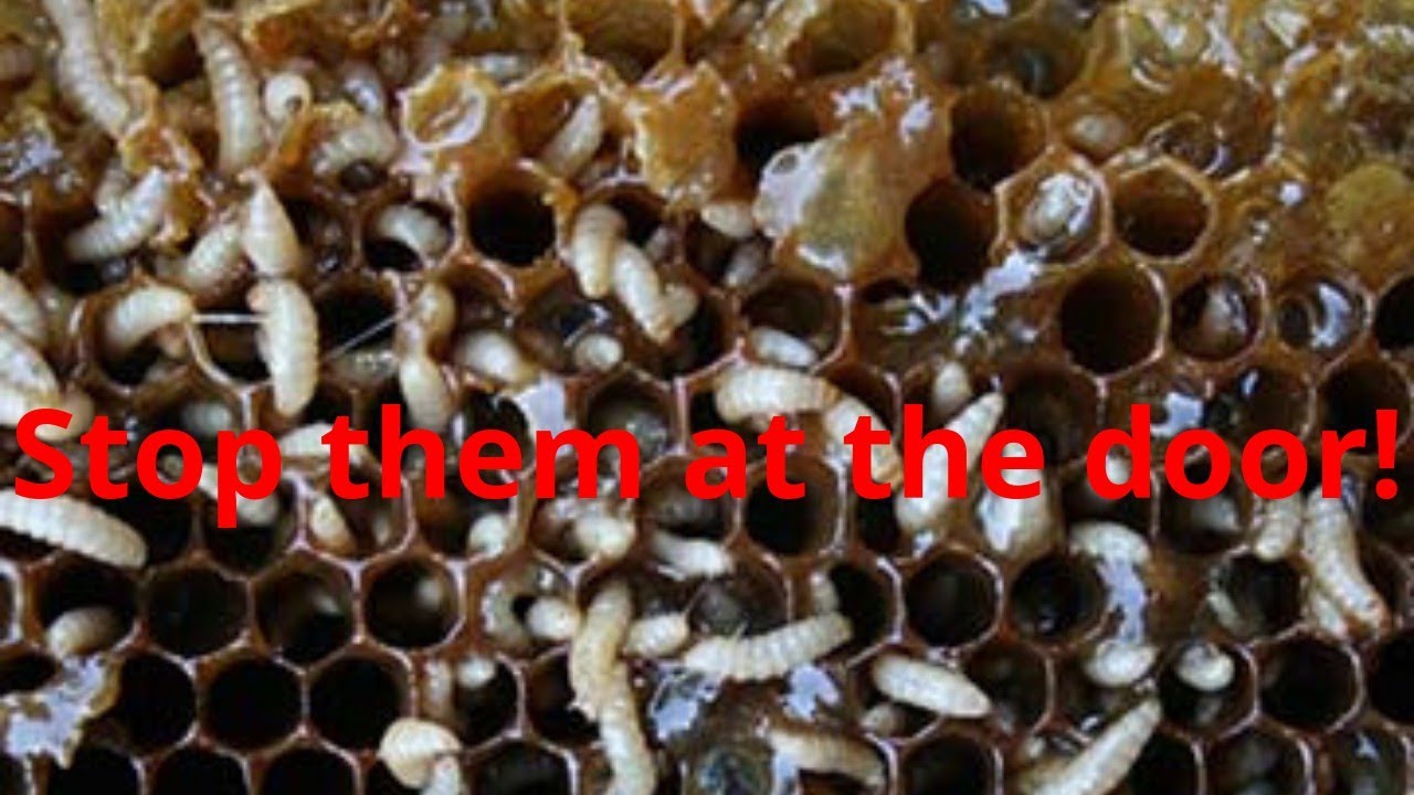 🔵Beetle Buster & Beetle Elimination! - YouTube