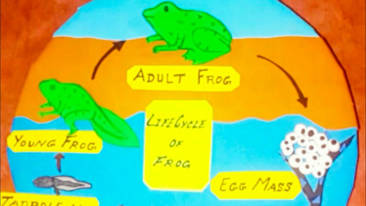 Frog Life Cycle 3d Model Frog Life Cycle Model Making How To Make frog-life-cycle-3d-model-frog-life-cycle-model-making-how-to-make