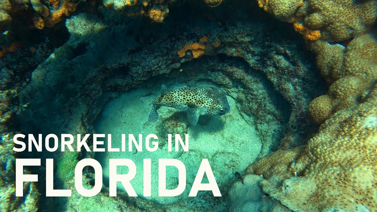 Anglin Pier Reef - Florida 2024 - YouTube