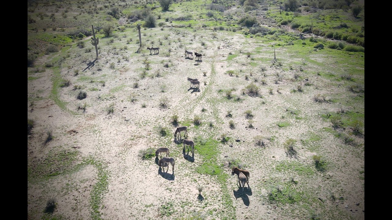 Wild Burros Frolic in the Desert: Drone Footage - YouTube